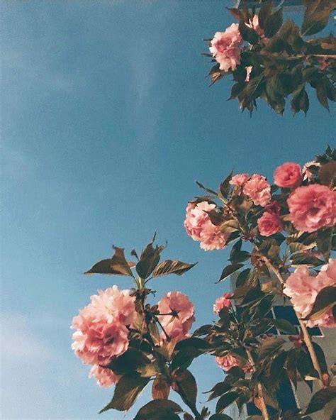 Aesthetic Pink Flower Wallpapers Top Free Aesthetic Pink Flower