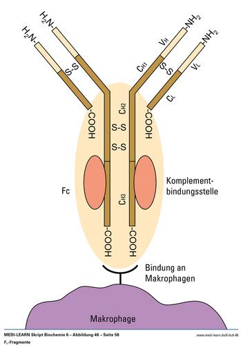 Immunologie Allg Flashcards Quizlet