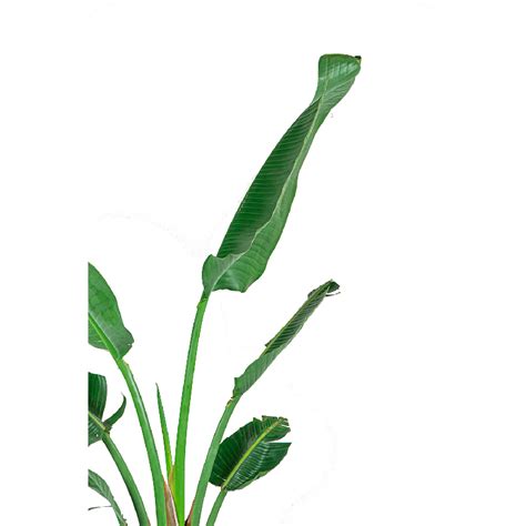 Strelitzia Nicolai Eenvoudig En Snel Online Bestellen