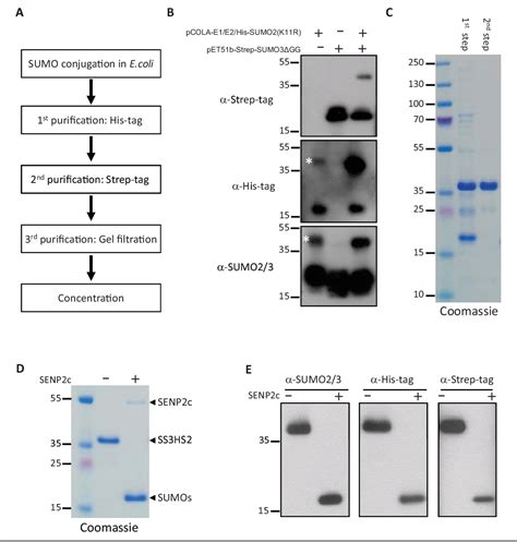 Figure From Development Of A High Throughput Screening Assay For