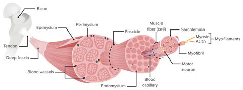 Actriz Trastornado Ardilla Tejido Esqueletico Histologia Noroeste