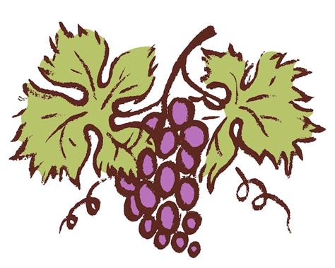 Dessin à La Main D un Grappe De Raisin Mûr Avec Des Feuilles Vecteur