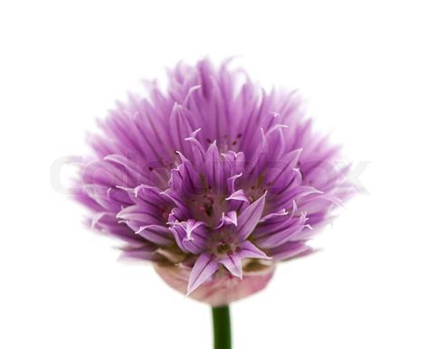 lilla blomster på en hvid baggrund Stock foto Colourbox
