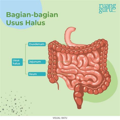 Nana Biologi MAKANAN DAN SISTEM PENCERNAAN