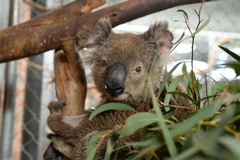 Fünf Sterne Hotel für gerettete Koalas in Australien