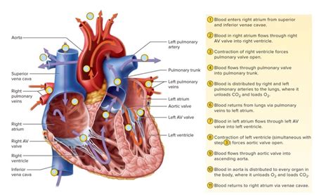 A P Heart Blood Flow Easier Diagram Quizlet