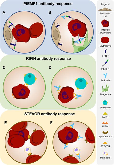 Frontiers Naturally Acquired Humoral Immunity Against Plasmodium