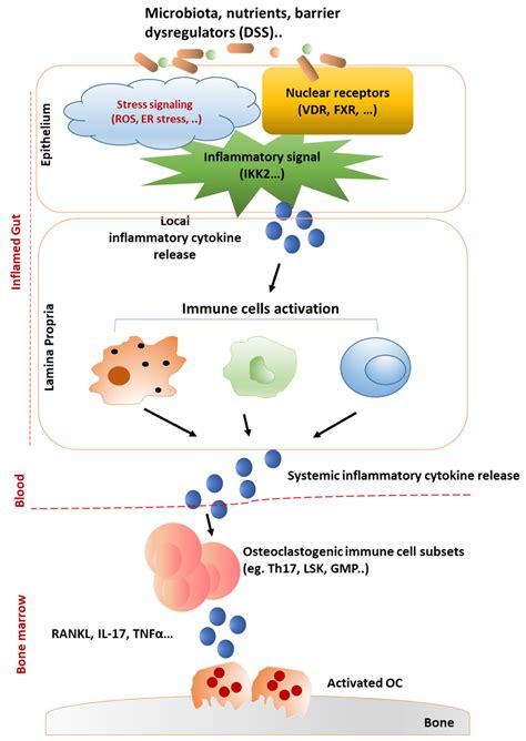 IJMS Free Full Text Mechanisms Underlying Bone Loss Associated With