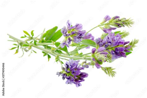 Alfalfa Plant Medicago Sativa Isolated On White Background Alfalfa