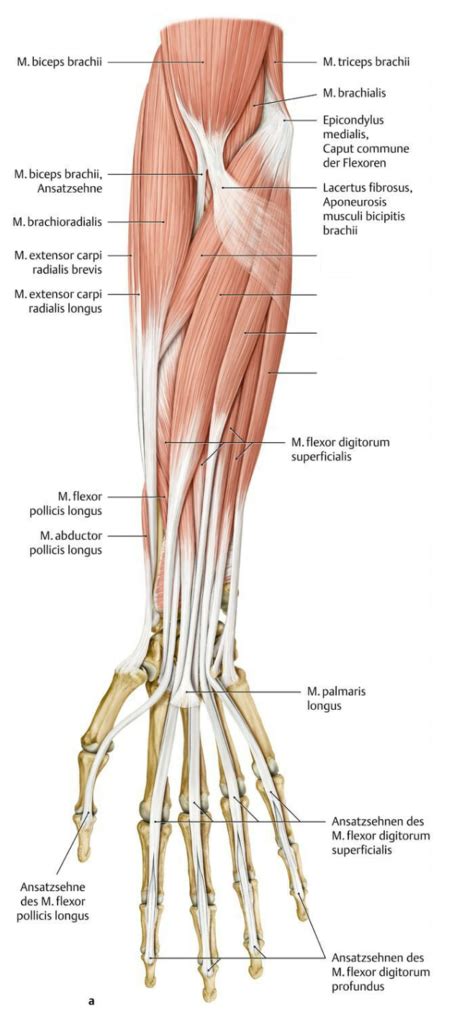 Superficial Forearm Muscles Diagram Quizlet