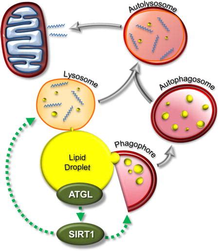 ATGL Promotes Autophagy Lipophagy Via SIRT1 To Control Hepatic Lipid
