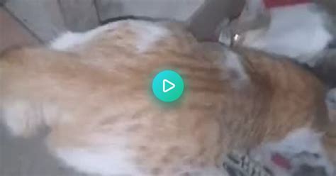 my cat always does this album on imgur