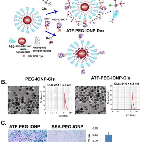 Development And Characterization Of UPAR Targeted Theranostic IONPs A