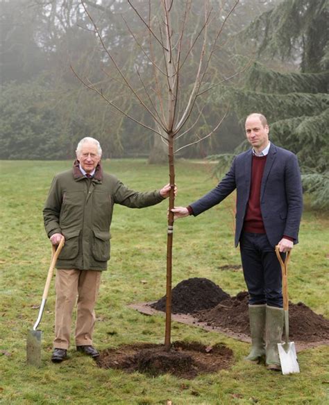 Renaud Patrick on Twitter Etrange façon de planter un arbre