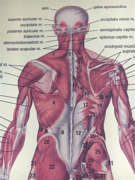 Illustration Of Anterior And Posterior Views Of Human Skeletal The