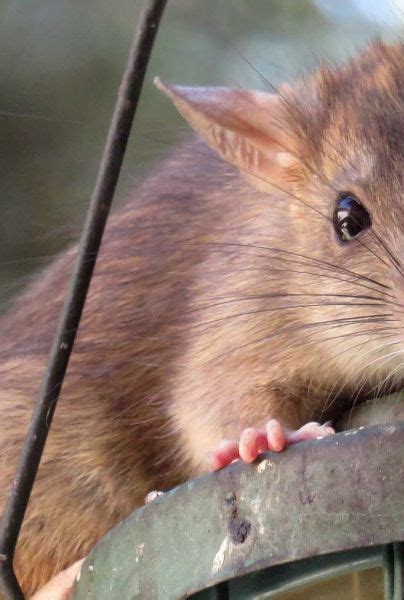 Descubre cómo eliminar a las ratas y ratones de tu hogar con trampas y