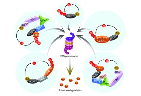 HCOP1 Acts As Part Of Multiple E3 Ubiquitin Ligases A Simplified