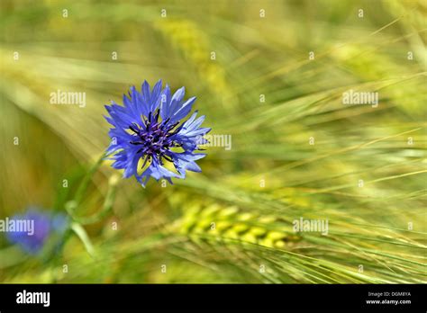 Cornflower Centaurea Cyanus Growing In Field Of Barley Hordeum