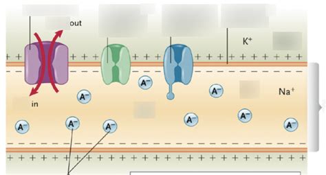 Resting Membrane Potential Digram Diagram Quizlet