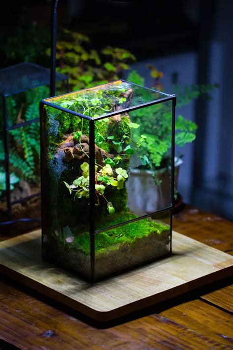 Clover Moss Terrarium Idea Unique Terrarium Open Terrariums