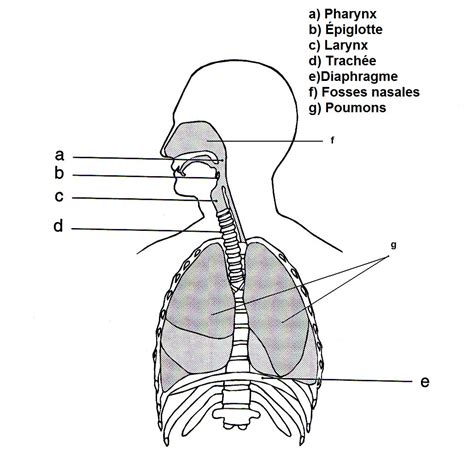 Système respiratoire SOSinf org