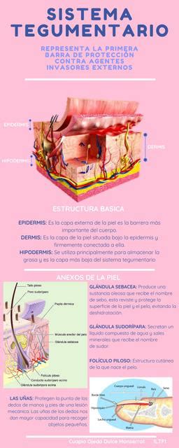 Sistema Tegumentario Fisio Dalu UDocz