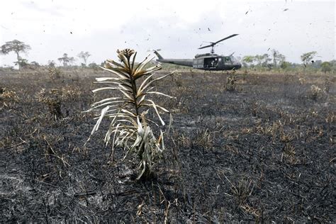 La deforestación en Colombia aumentó un 10 en el primer trimestre de