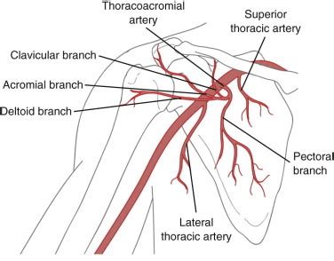 Axillary Artery Branches Flashcards Quizlet