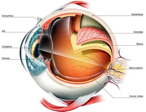 Globo Ocular Anatomia Do Olho Humano Rg O Da Vis O