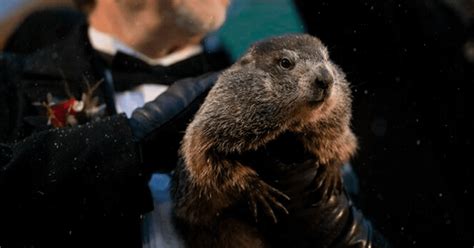 Día de la Marmota 2021 por qué se celebra y cuál es su origen