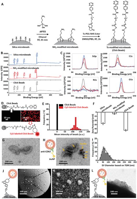 Preparation And Characterization Of Tzgrafted Microbeads I E Click