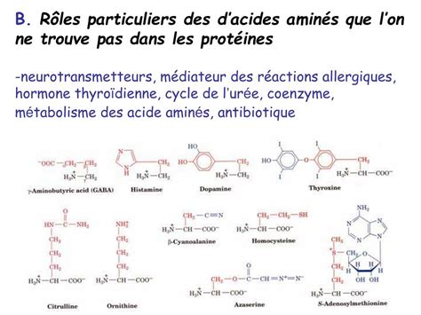 PPT Chapitre 4 Acides aminés Acides aminés des protéines A