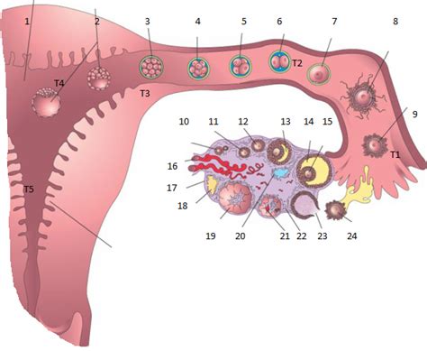 Embryology Flashcards Memorang