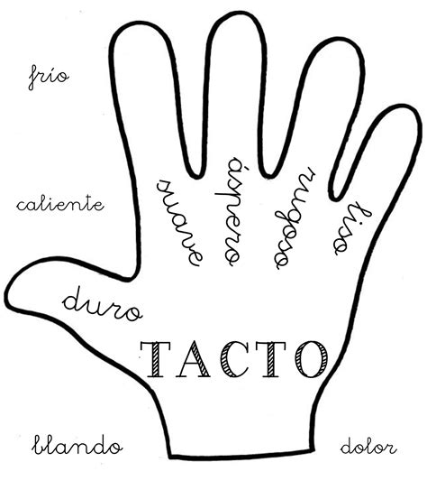 Qué puedo hacer hoy Los cinco sentidos El TACTO Los sentidos para