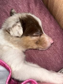Courbe de croissance du chiot Dante Border Collie Mâle