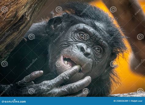 Un Petit Singe Qui Suce Son Doigt Image Stock Image Du Singe Pose