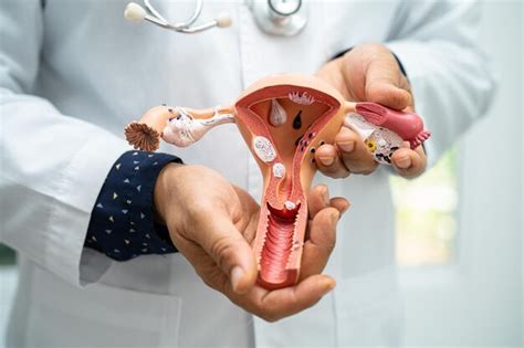 Uterus arzt der ein anatomiemodell für studiendiagnose und