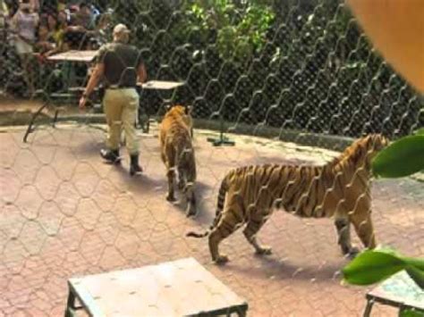 Tigers Action Show In Taman Safari Indonesia YouTube