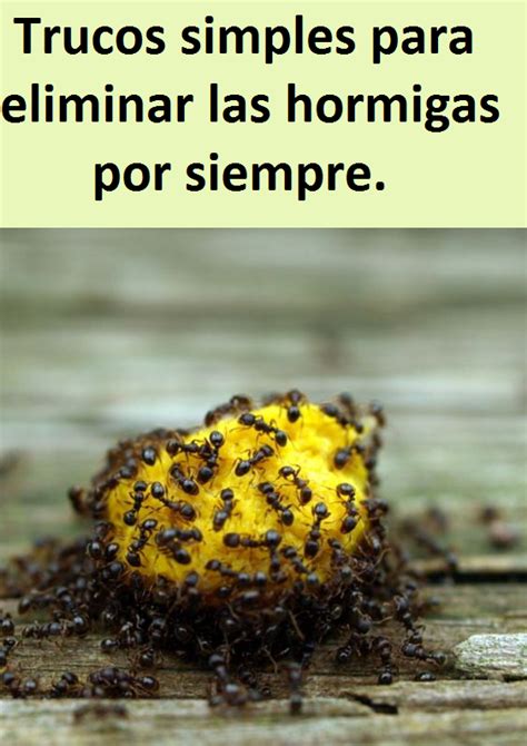 Trucos Simples Para Eliminar Las Hormigas Por Siempre Consejosdelacasa