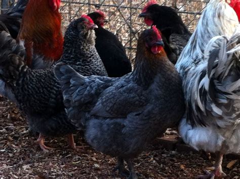 Welarans Welsummer X Marans