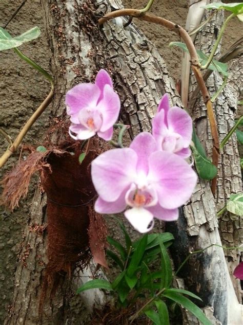 Details 100 Orquideas En La Naturaleza Abzlocal Mx