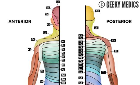 Dermatomes Upper Limb