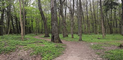 Las Drzewo Natura Darmowe Zdj Cie Na Pixabay Pixabay