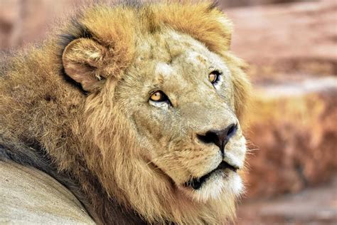 Le Zoo de Rabat fête son 11ème anniversaire et donne des nouvelles des