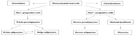 Brown Adipose Tissue In Adult Humans A Mini Review Journal Of Clinical And Scientific Research