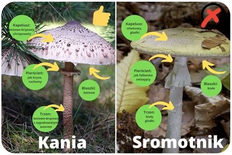 Kanie są teraz w każdym lesie Dzięki 5 różnicom nie pomylisz ich ze