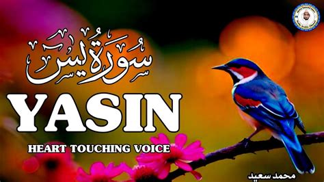 Surah Yaseen Surah Rahman Best Qur An Recitation Surah Yasin Full