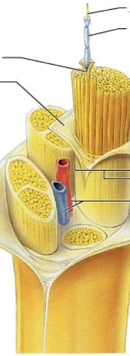 Nerve Structure Diagram Quizlet