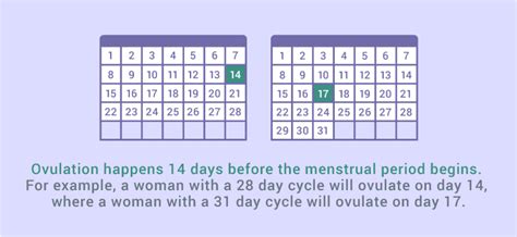 Ovulation Day For 24 Days Cycle