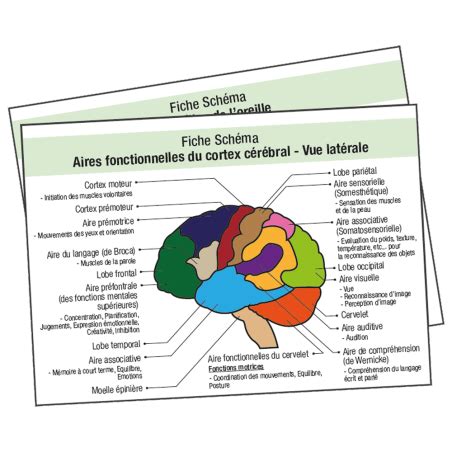 Fiche IDE Pack Fiche Anaotmie Cerveau Squelette Oeil
